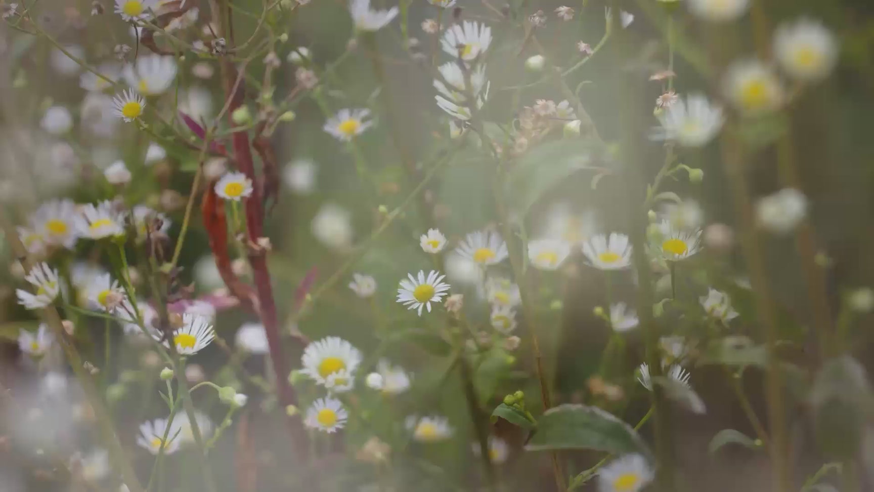 DIOME | Rested | Award-winning sleep supplement